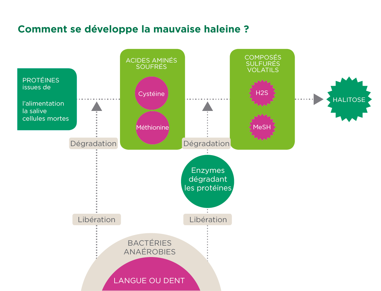 Halitose : définition, causes, prévalence et différents types